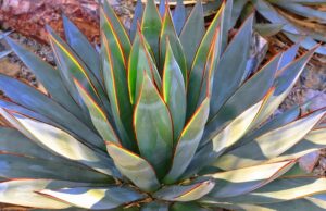 Agave Blue Glow: All You Need To Know In Care and Growth
