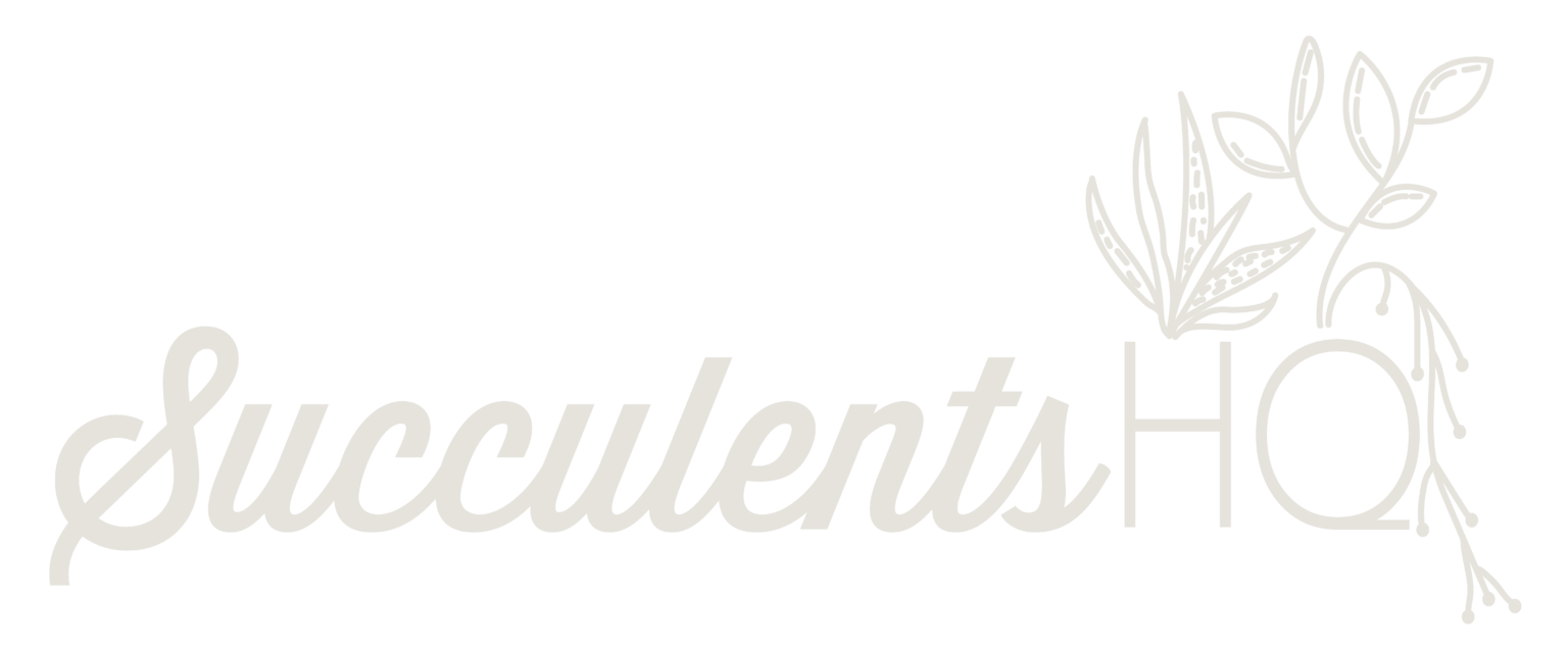 String of Turtles Succulent: A Complete Care Guide