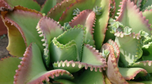 Mother of Millions Plant: The Best Care and Growing Tips