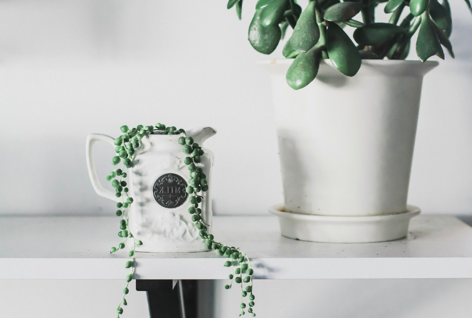 Senecio Radicans (String of Bananas Succulents): A Complete Care and ...