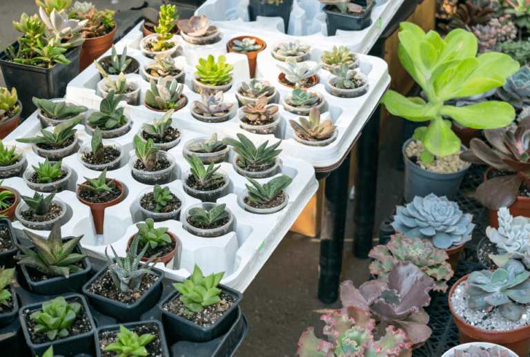 Succulent Types and Varieties: The Ultimate Guide