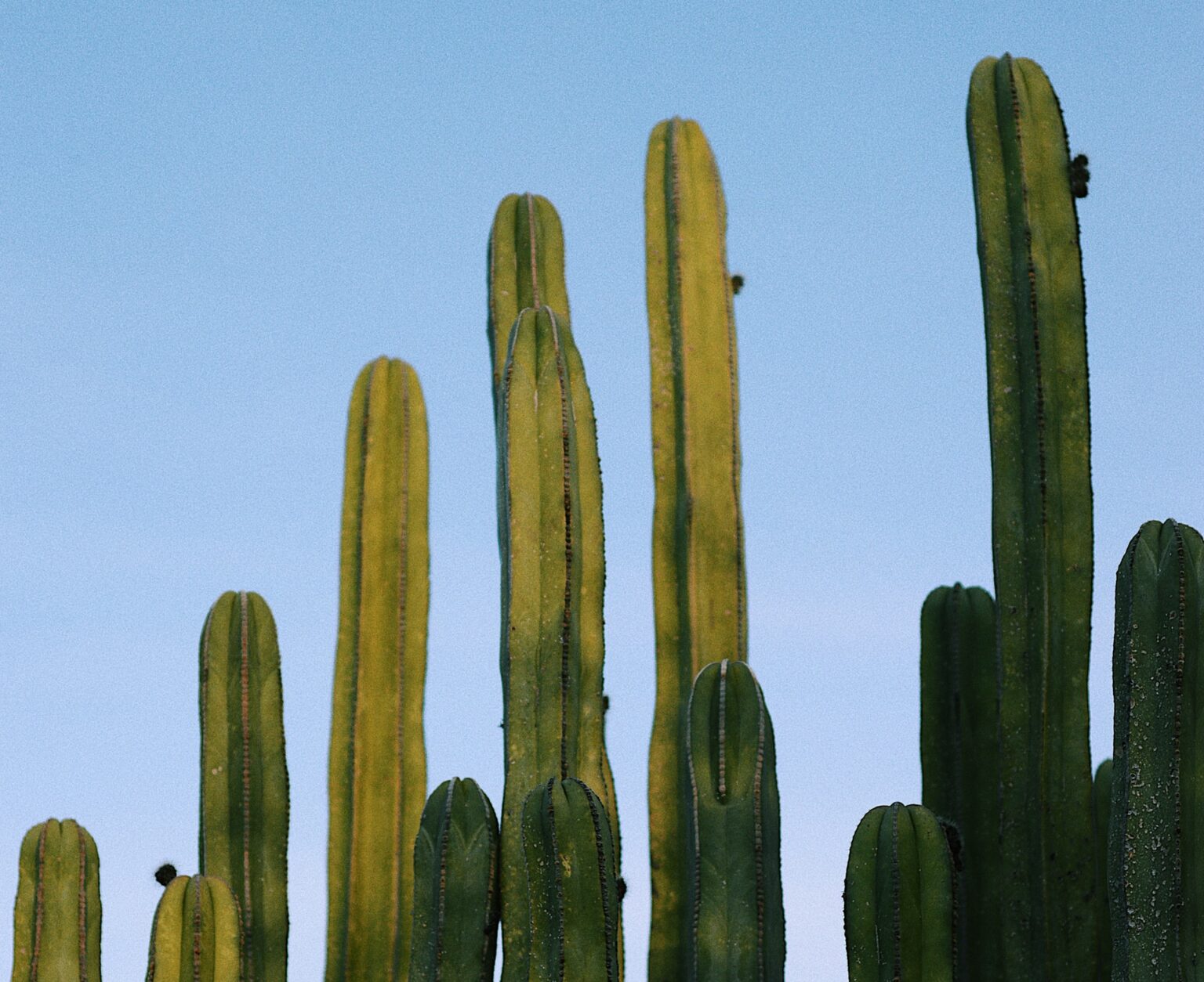 Lophocereus Marginatus (Mexican Fence Post Cactus)